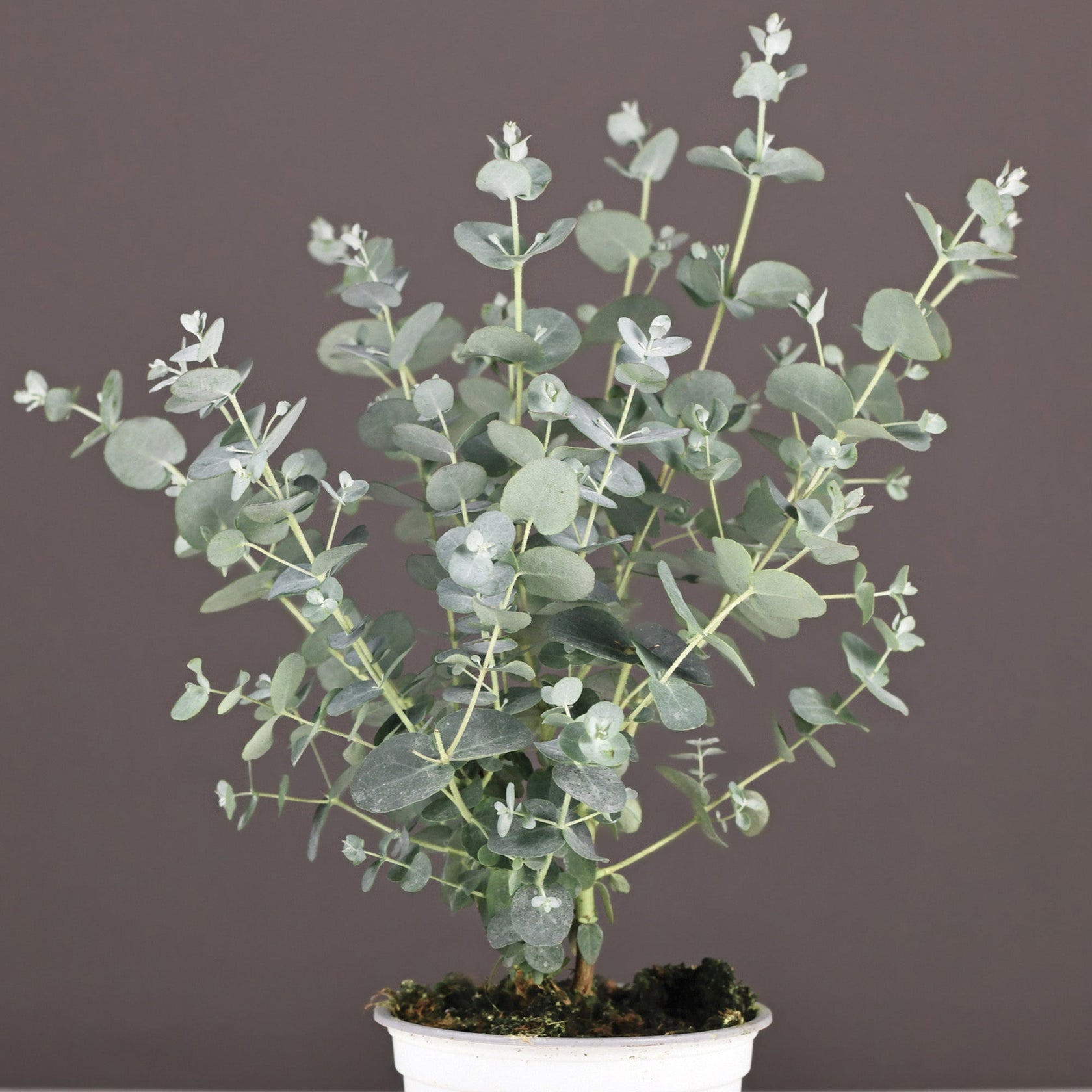 Eucalyptus 'Silver Drop' | Aromatic Silvery-Blue Foliage | Botanix ...