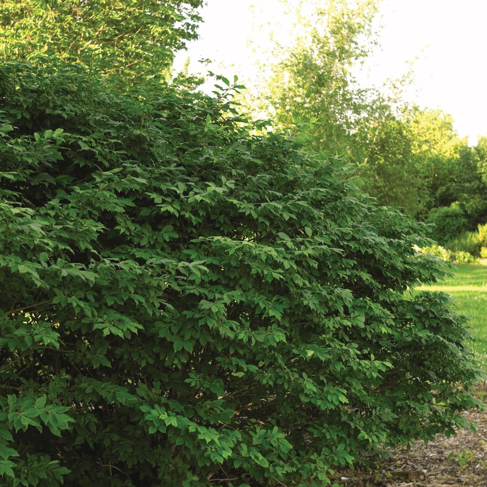 Euonymus alatus 'Compactus' - Fusain ailé nain – Jardineries Botanix