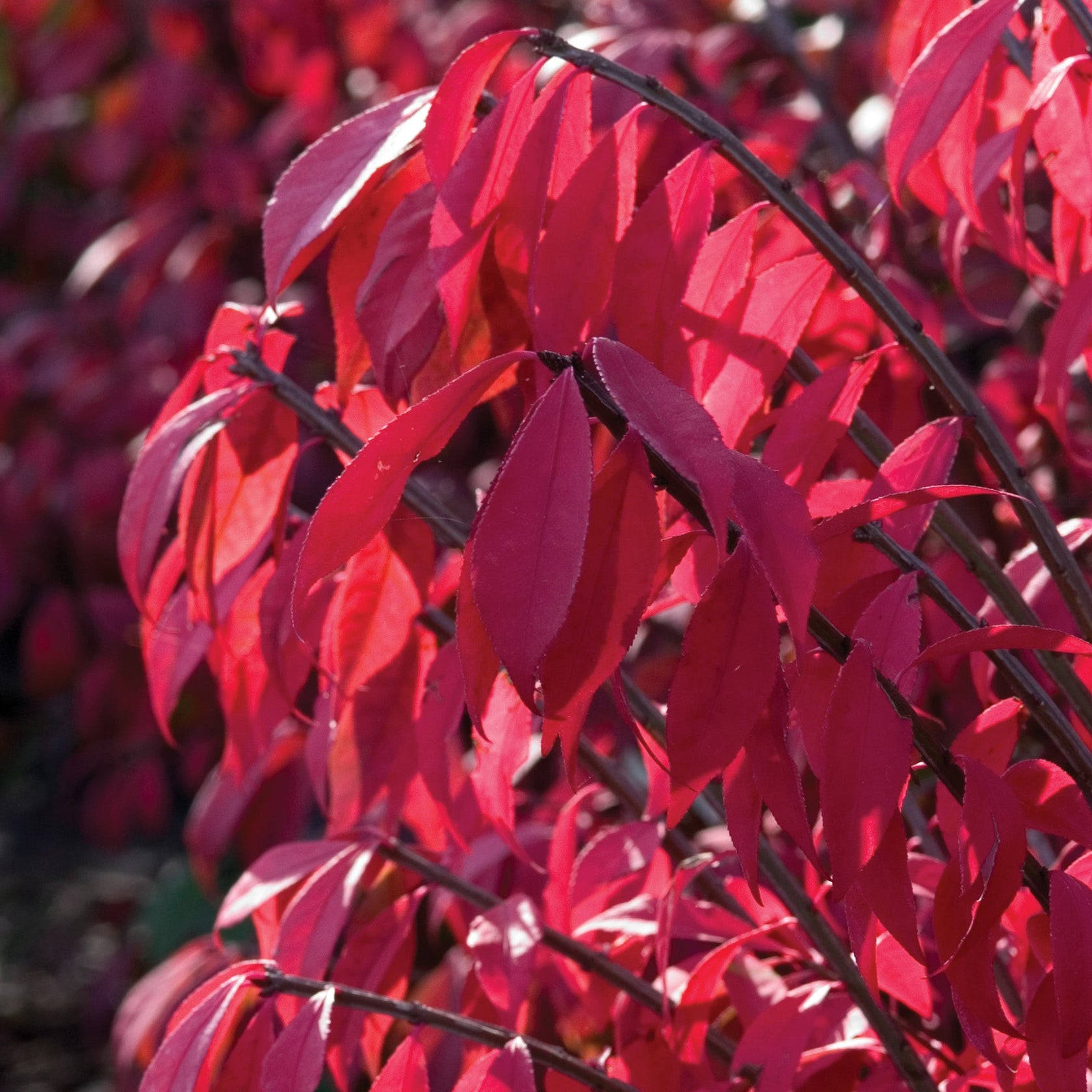 Euonymus alatus 'Compactus' - Fusain ailé nain – Jardineries Botanix