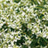 Euphorbia Diamond Frost®: Unstoppable Aerial White Cloud | Botanix ...