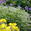 Euphorbia Diamond Frost®: Unstoppable Aerial White Cloud | Botanix ...