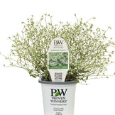 Euphorbia Diamond Frost®: Unstoppable Aerial White Cloud | Botanix ...