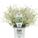 Euphorbia Diamond Frost®: Unstoppable Aerial White Cloud | Botanix ...
