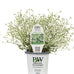 Euphorbia Diamond Frost®: Unstoppable Aerial White Cloud | Botanix ...