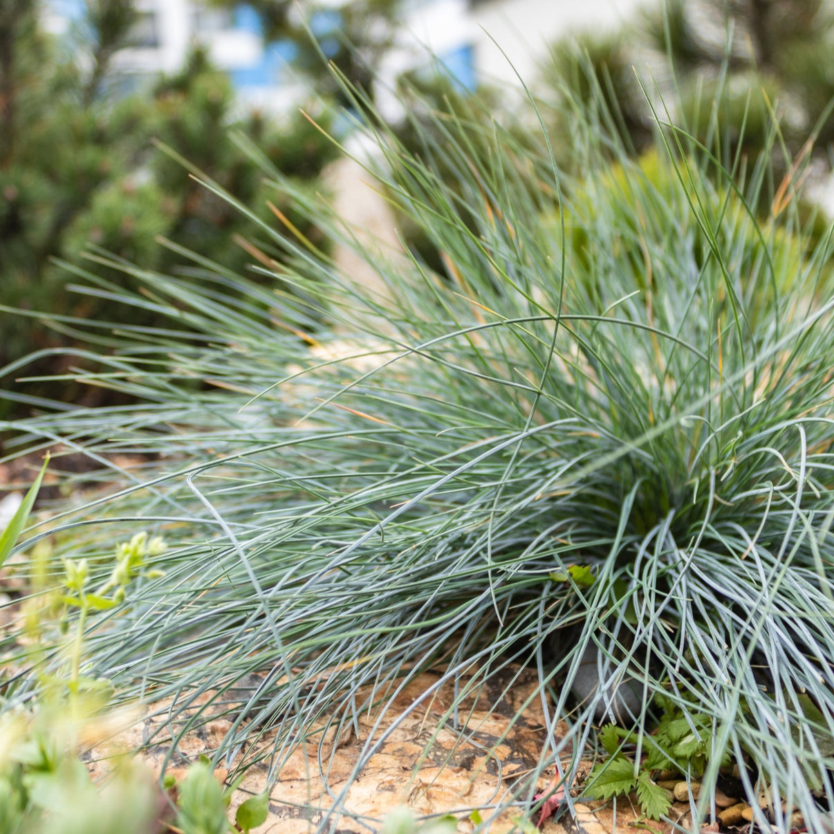 Fétuque bleue 'Elijah Blue' – Jardineries Botanix