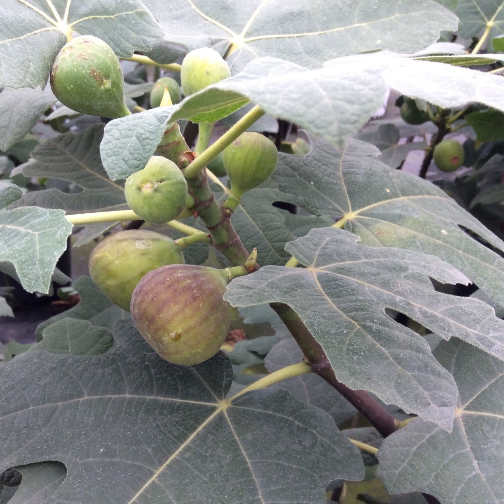Chicago Hardy' Fig – Jardineries Botanix