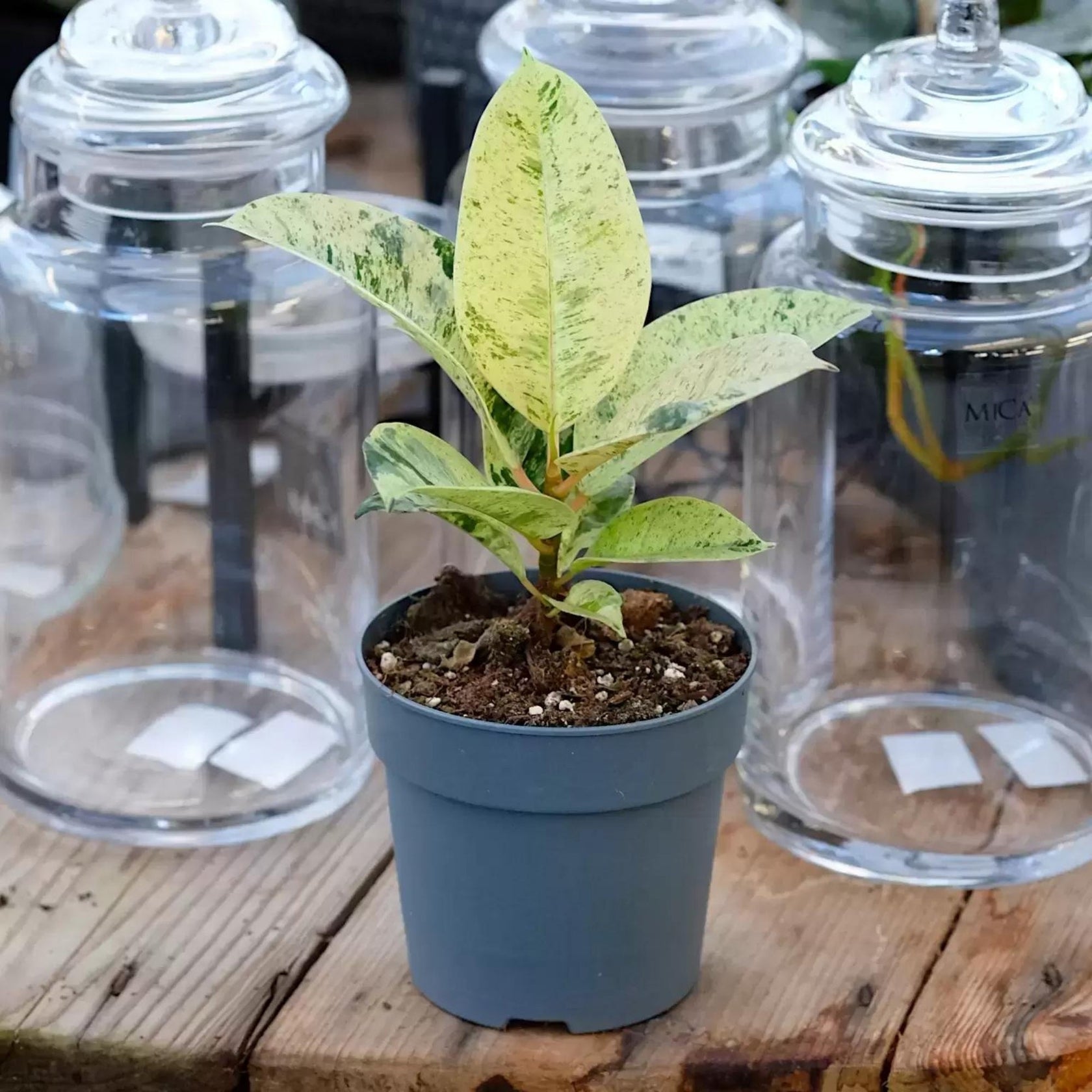 Shivereana Moonshine' Rubber Plant – Jardineries Botanix
