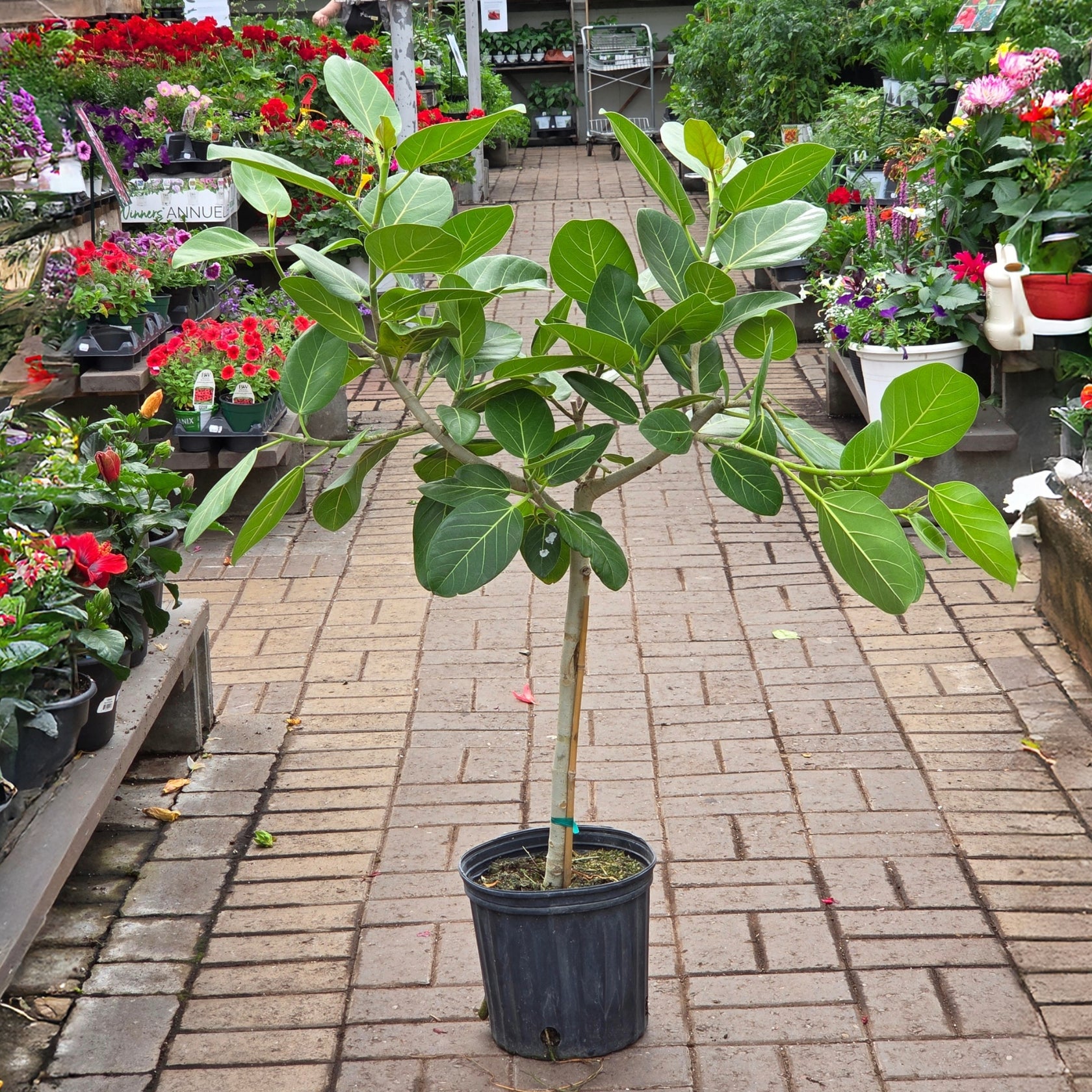 Audrey Ficus Standard Tree | Elegant Houseplant | Ficus benghalensis ...