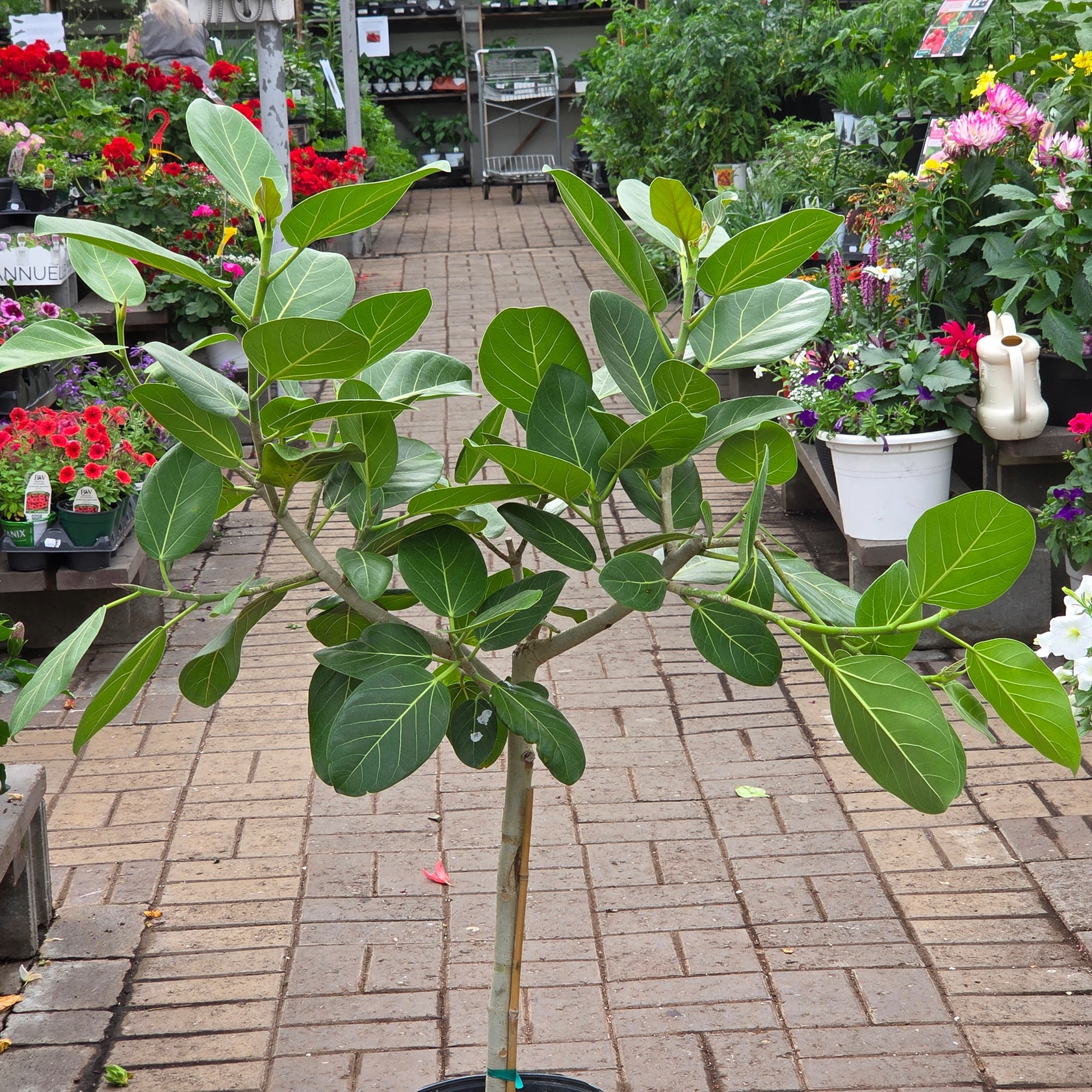 Audrey Ficus Standard Tree | Elegant Houseplant | Ficus benghalensis ...