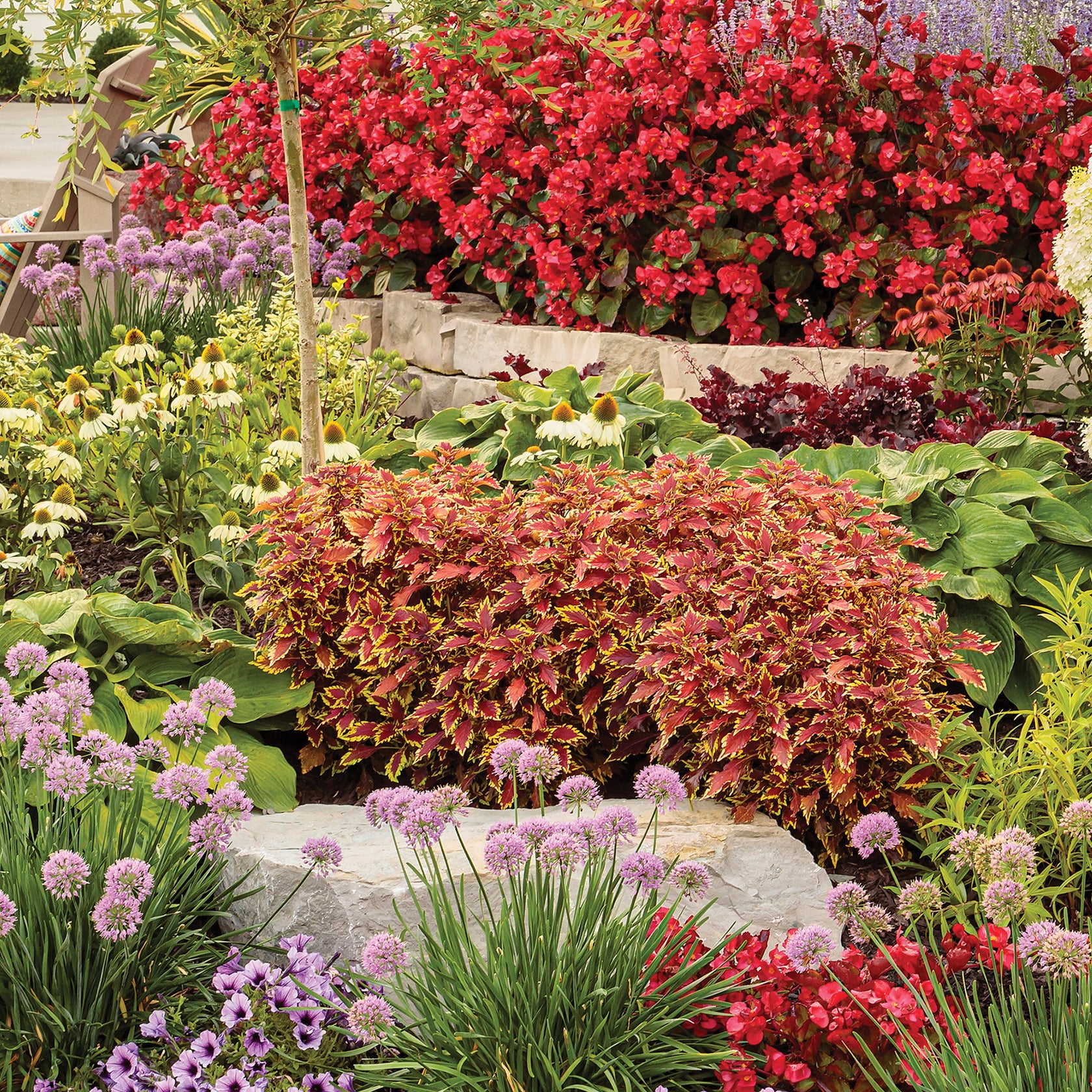 Coleus Colorblaze® El Brighto – Jardineries Botanix