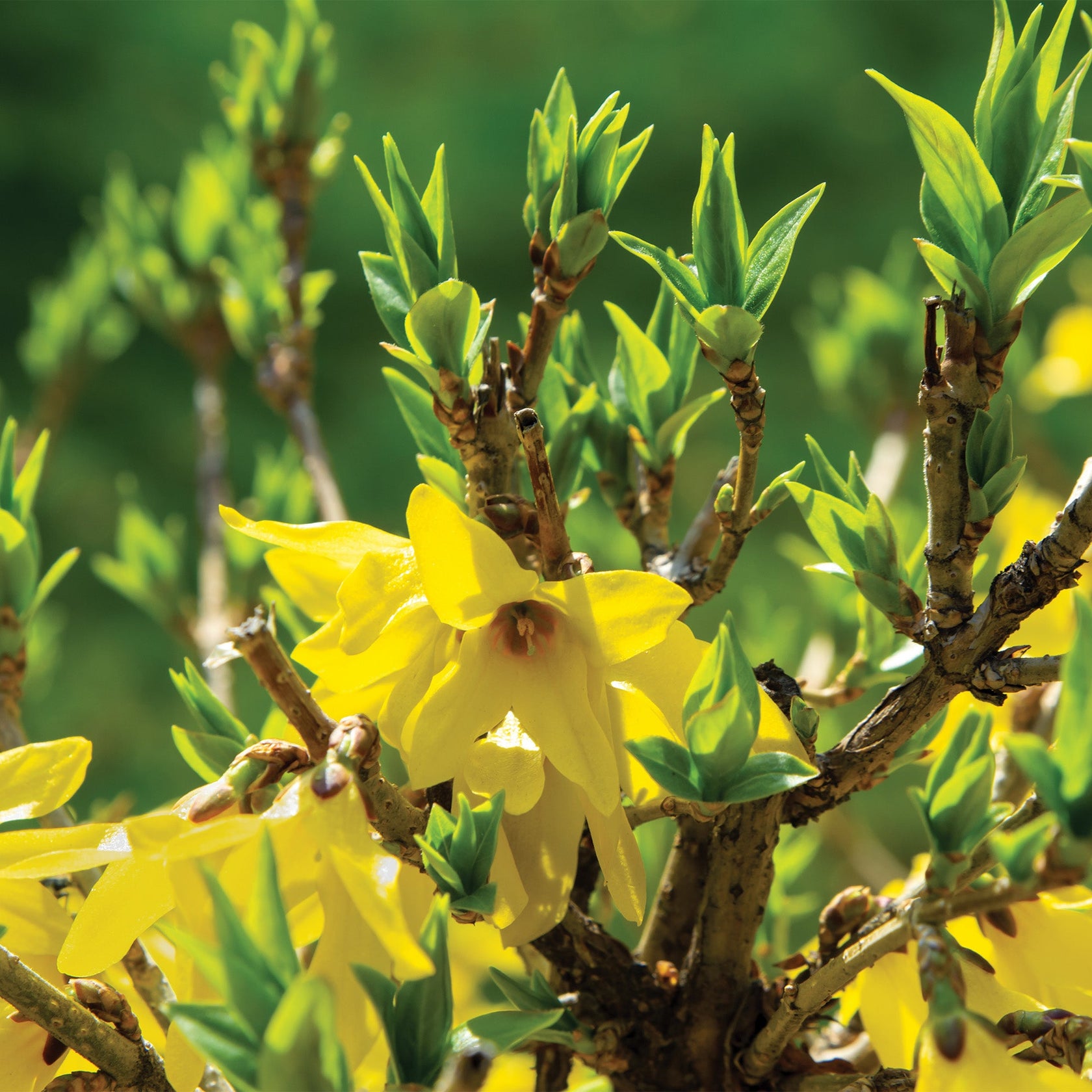 Forsythia 'Northern Gold' – Jardineries Botanix