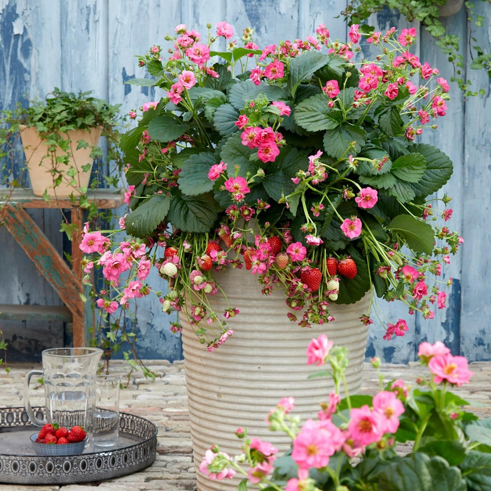 Everbearing Strawberry SUMMER BREEZE™ Cherry Blossom - Delicious ...