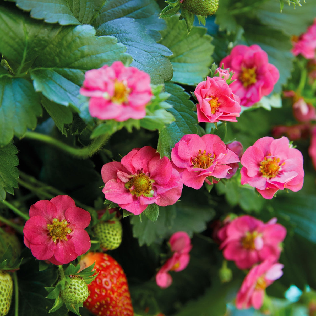 SUMMER BREEZE™ Pink Strawberry: Double Flowers, Abundant Harvest ...