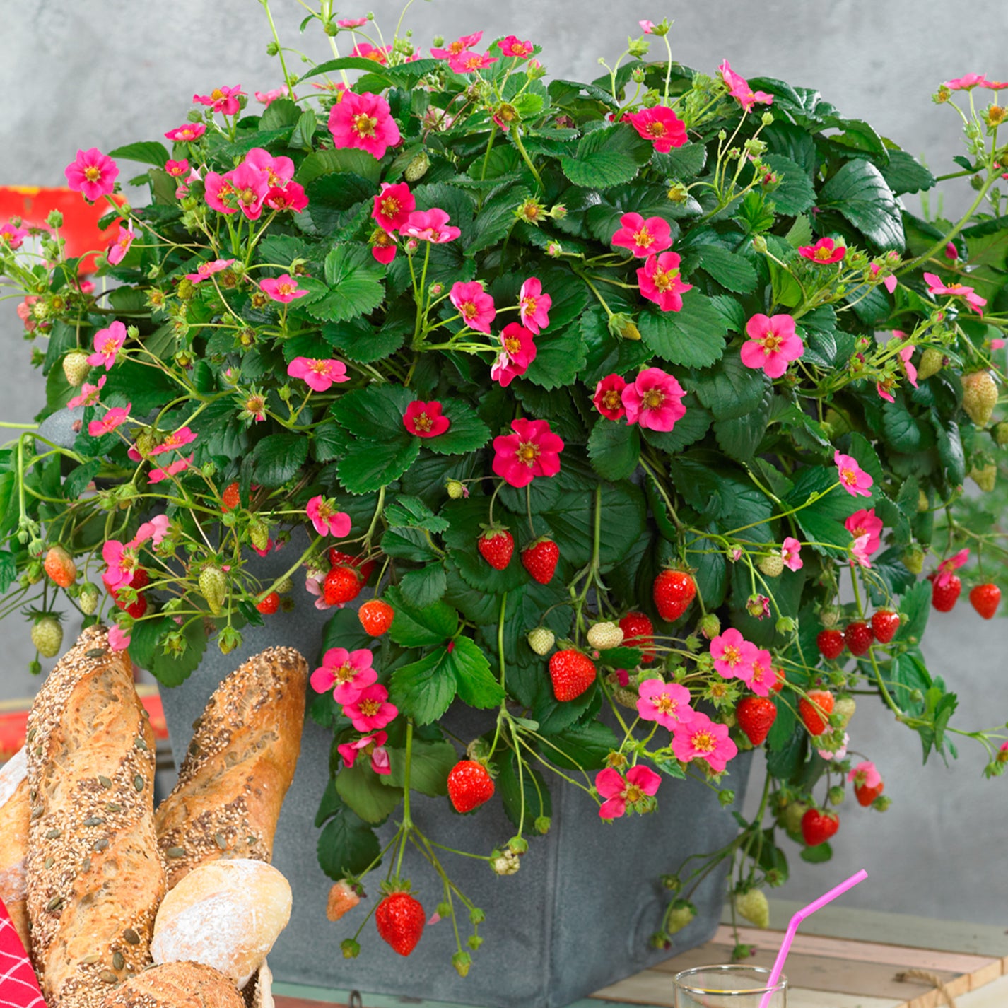 Strawberry 'Toscana' – Jardineries Botanix