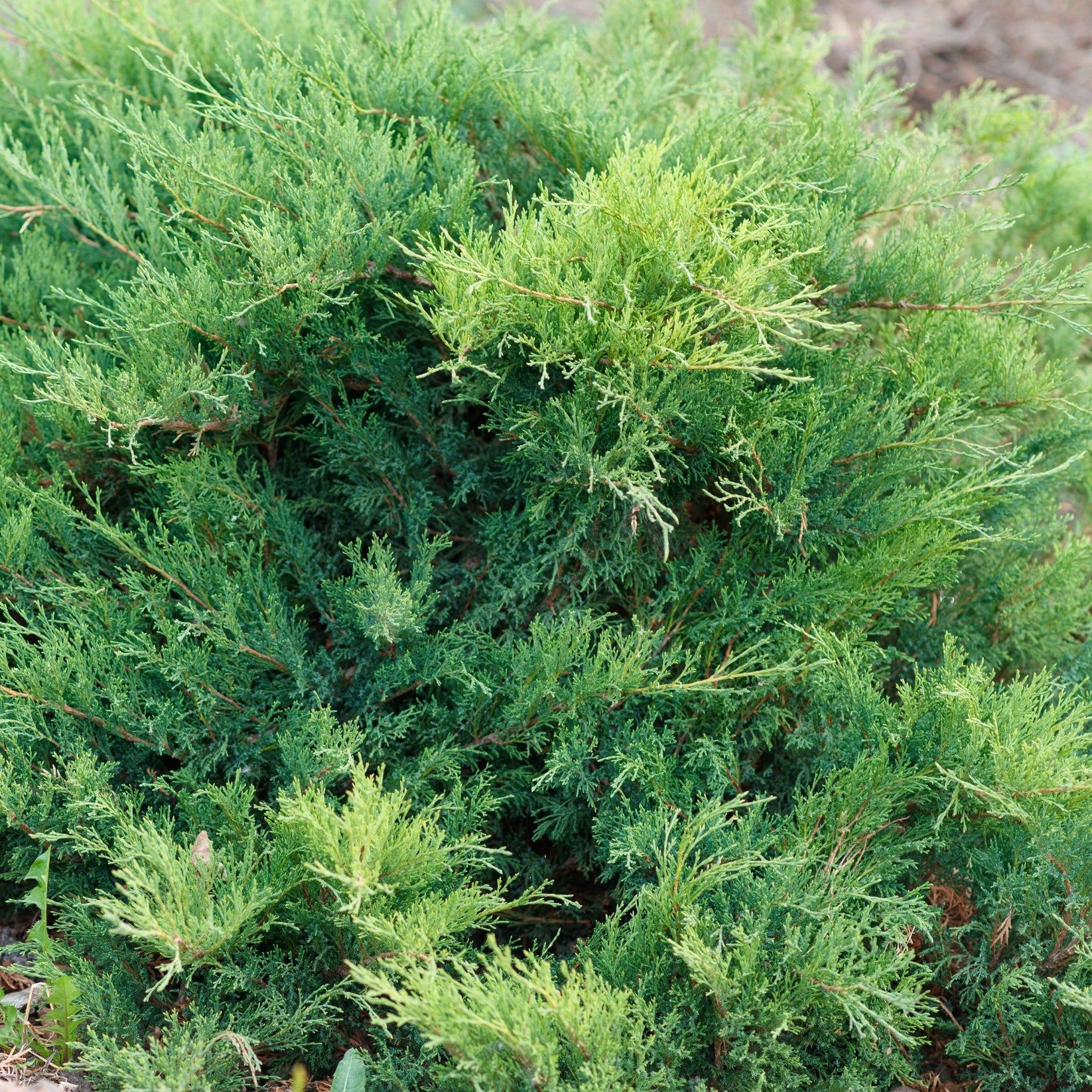 Andorra Compact Creeping Juniper – Jardineries Botanix