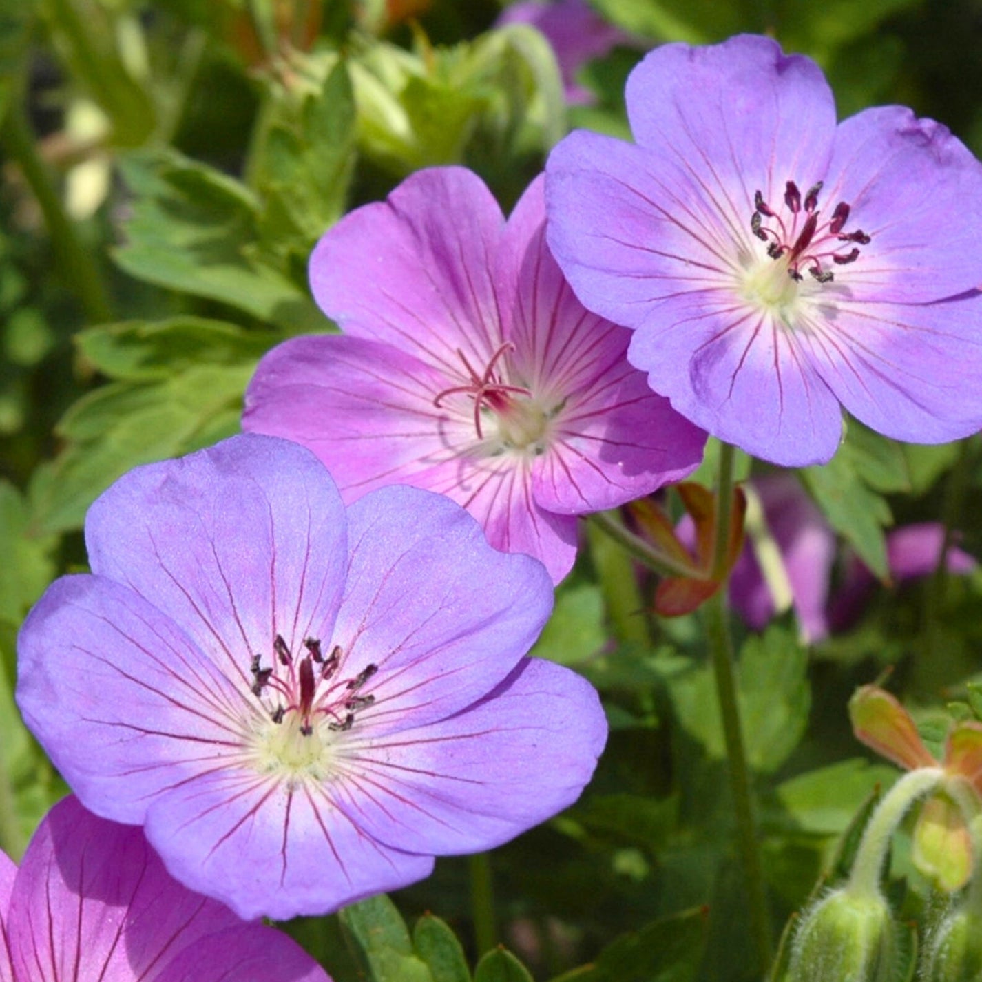 Géranium 'Rozanne' | La Vivace qui Fleurit sans Arrêt | Geranium ...