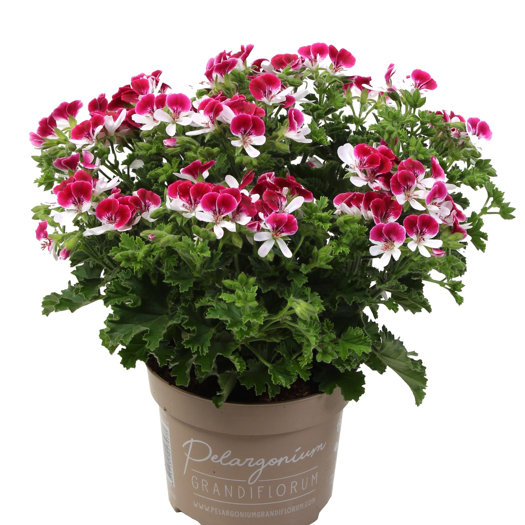 Géranium Mosquitaway 'Senna' - Répulsif Moustiques Naturel & Fleurs ...