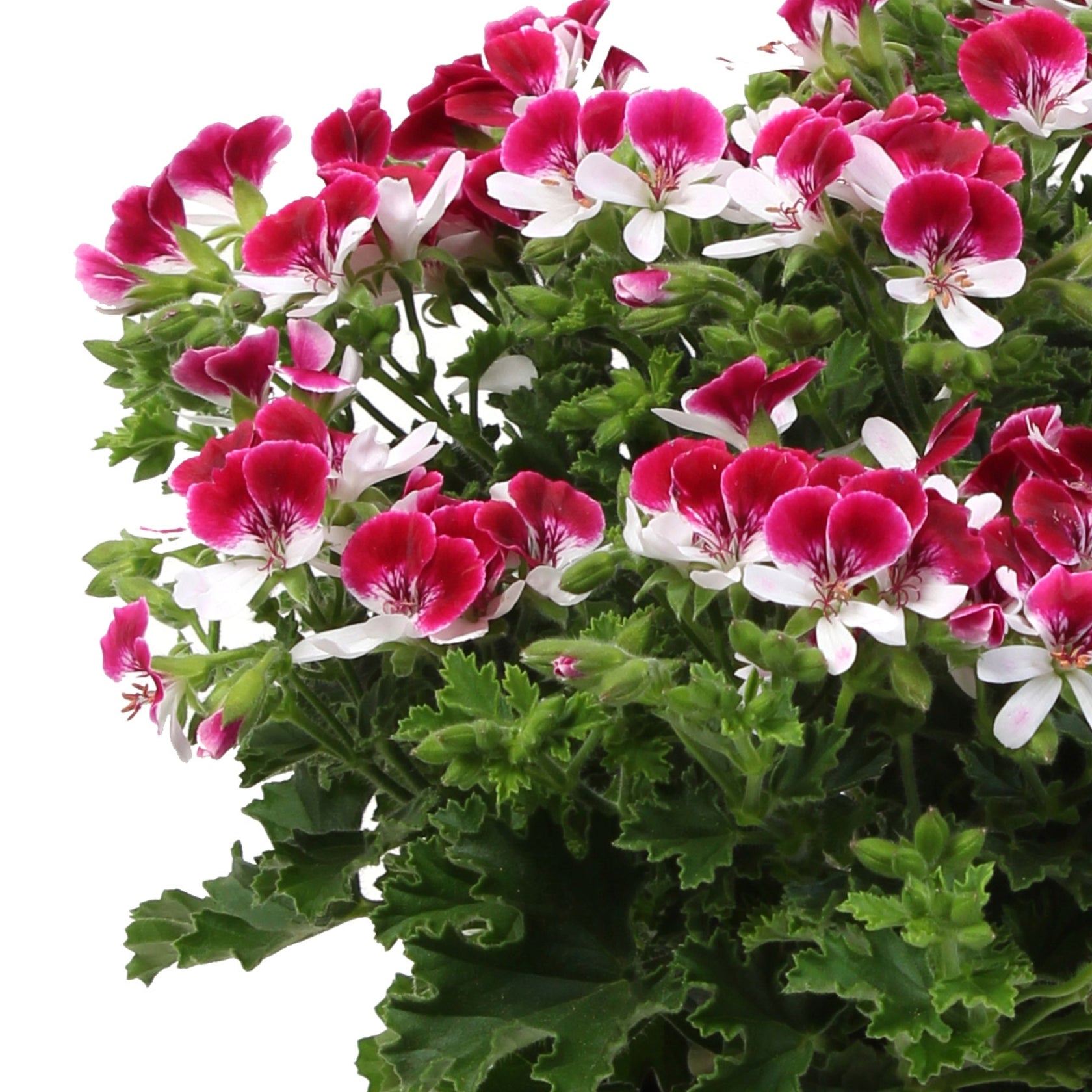 Géranium Mosquitaway 'Senna' - Répulsif Moustiques Naturel & Fleurs ...