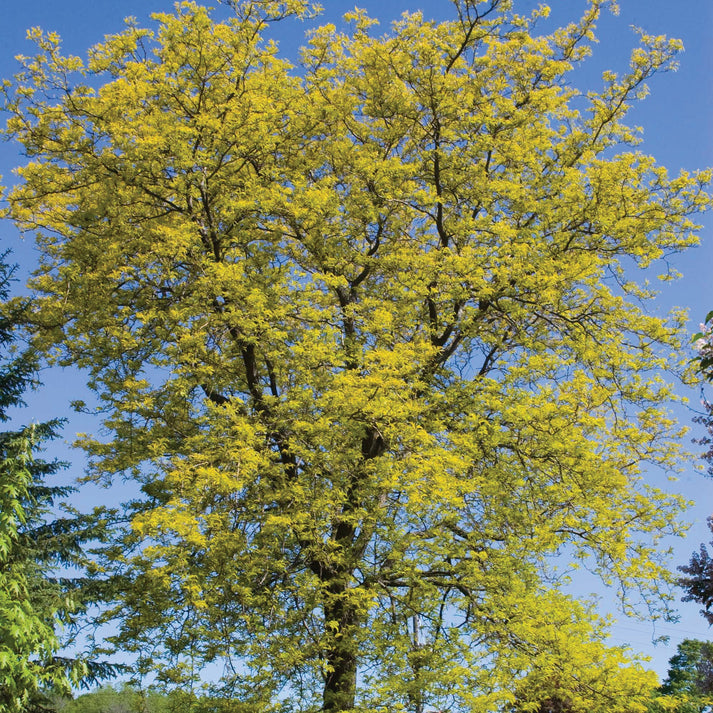 Févier d'Amérique SUNBURST – Jardineries Botanix