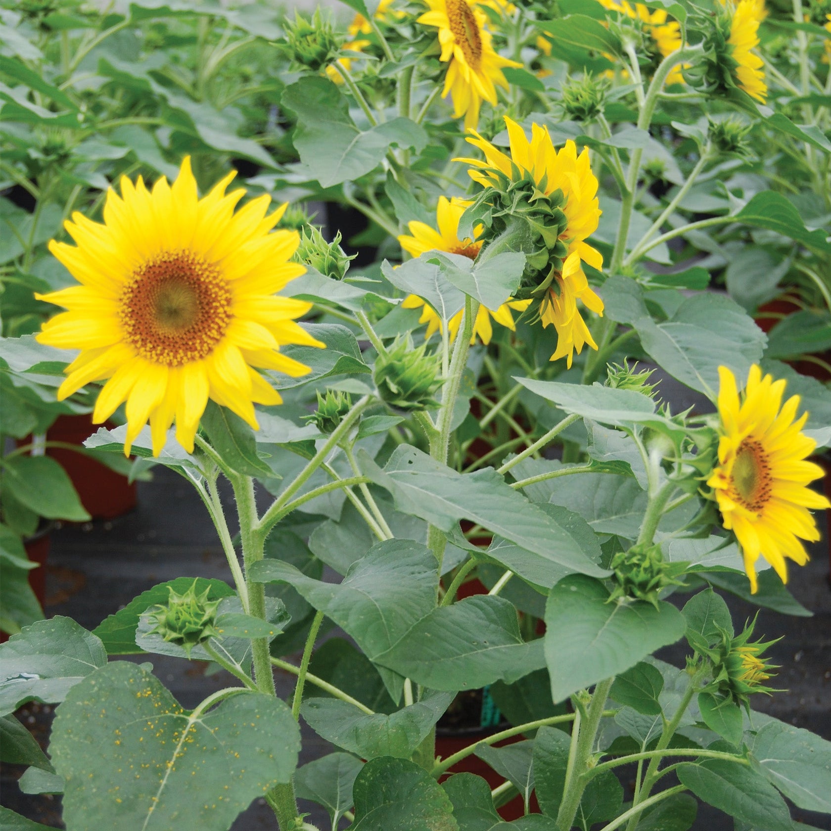 PACINO Gold Sunflower – Jardineries Botanix