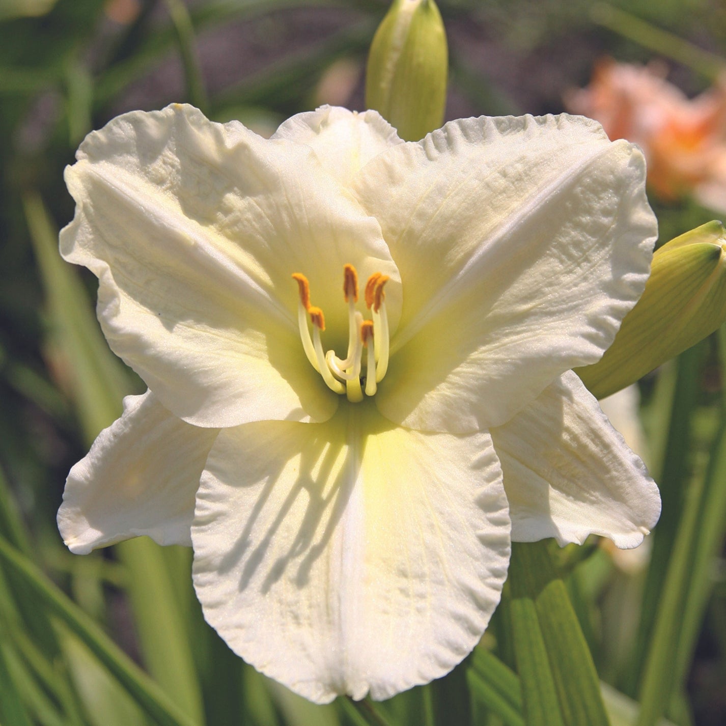 'Joan Senior' Daylily – Jardineries Botanix