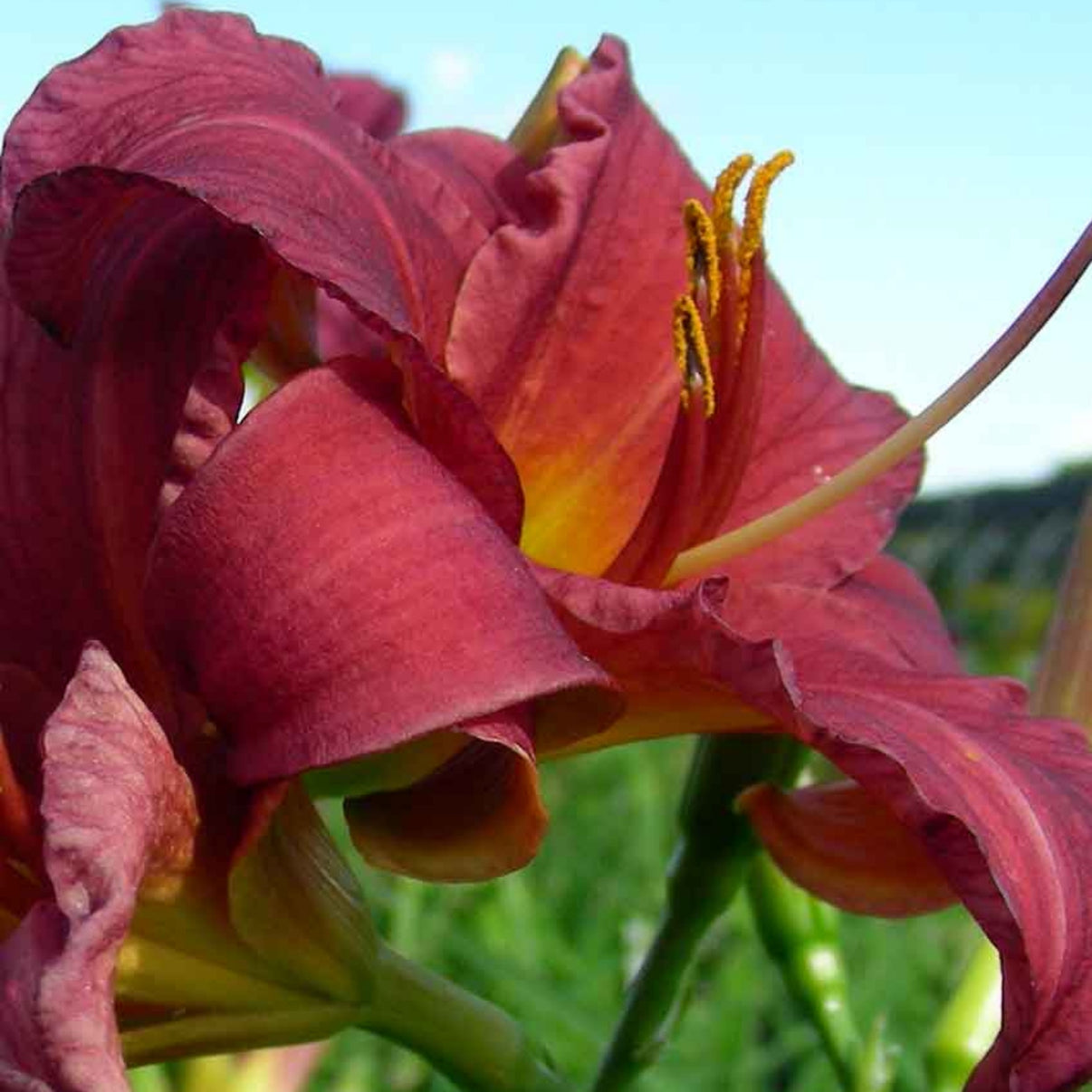Hemerocallis 'Purple De Oro' - Hémérocalle 'Purple de Oro ...