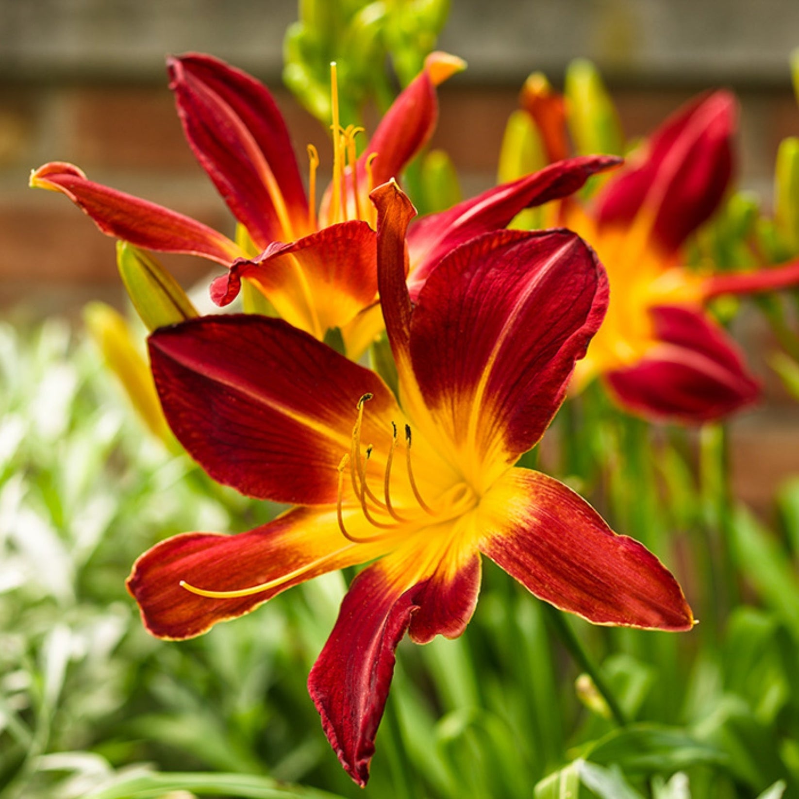 RAINBOW RHYTHM® Ruby Spider Daylily – Jardineries Botanix