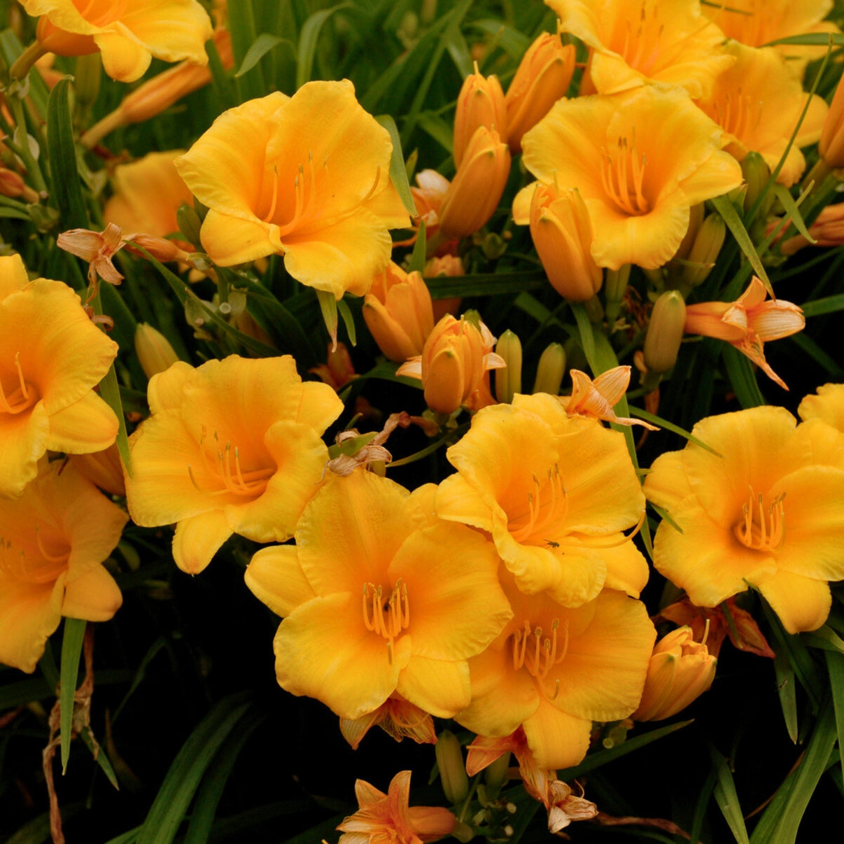 Stella De Oro' Dwarf Daylily – Jardineries Botanix