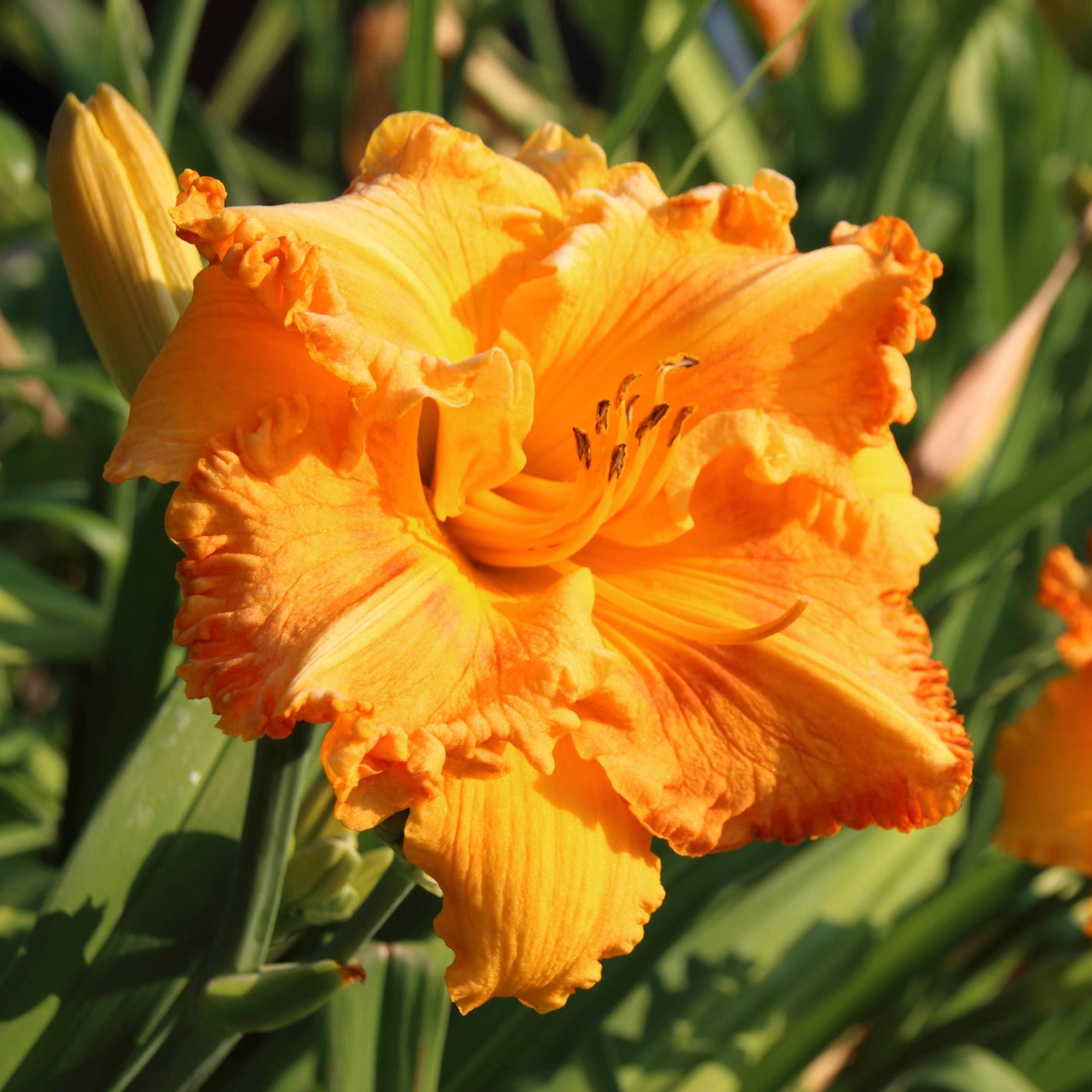 Hémérocalle 'Jean Paquin' – Jardineries Botanix