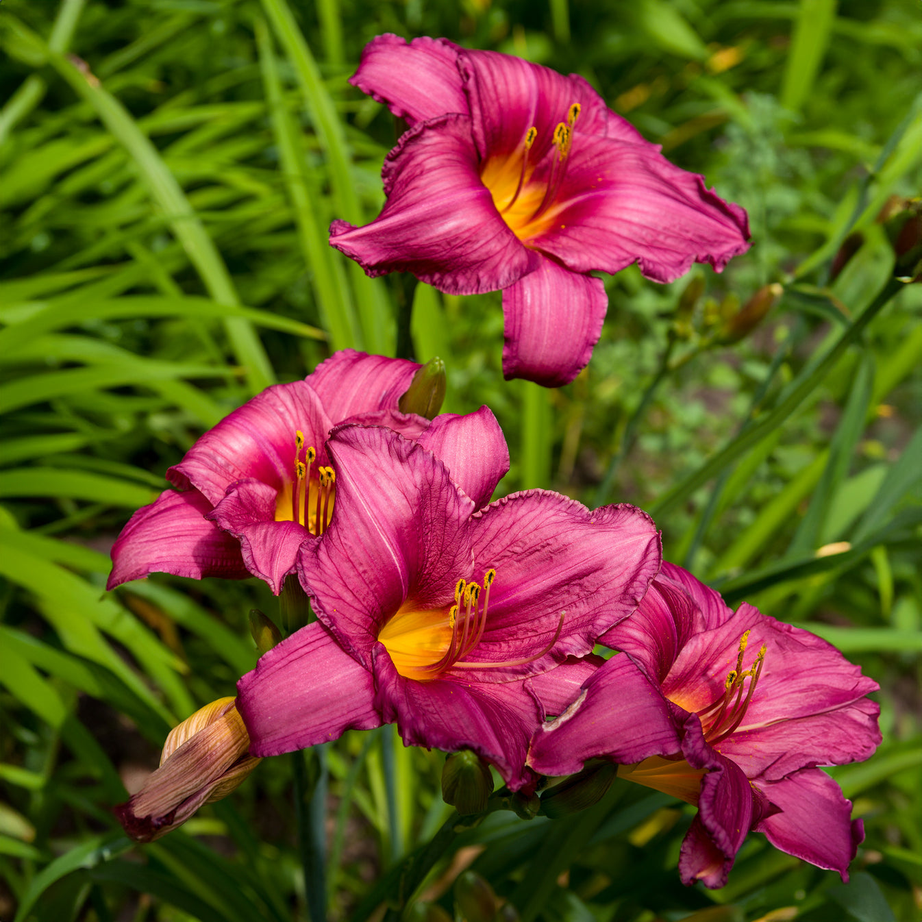 Hemerocallis 'Purple De Oro' - Hémérocalle 'Purple de Oro ...