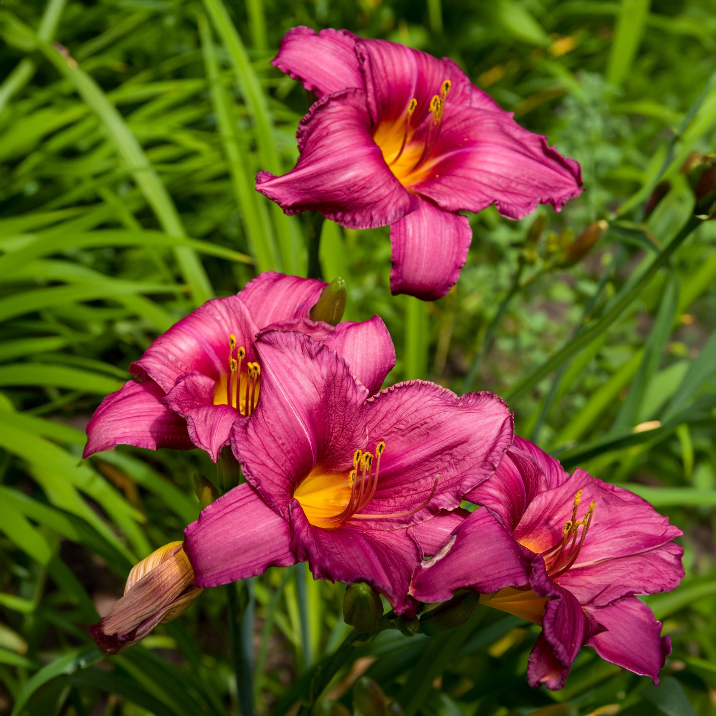 'Purple De Oro' Daylily – Jardineries Botanix