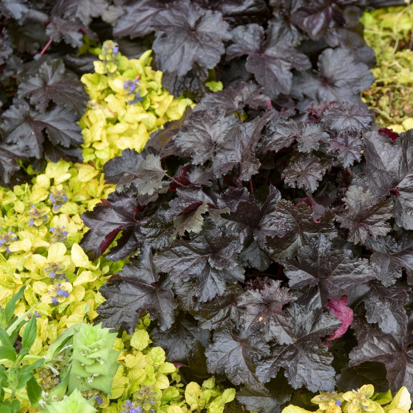 PRIMO® Black Pearl Coral Bells – Jardineries Botanix