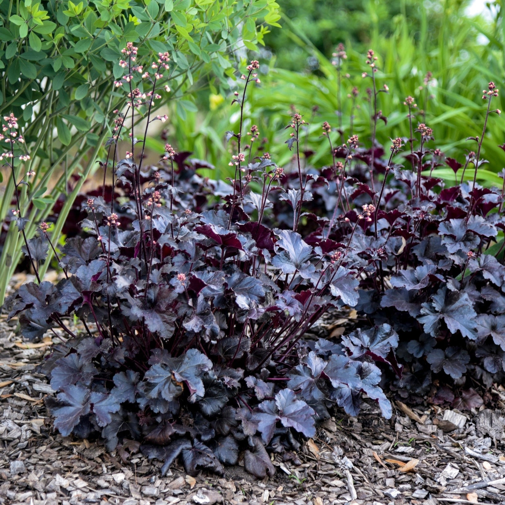 PRIMO® Black Pearl Coral Bells – Jardineries Botanix
