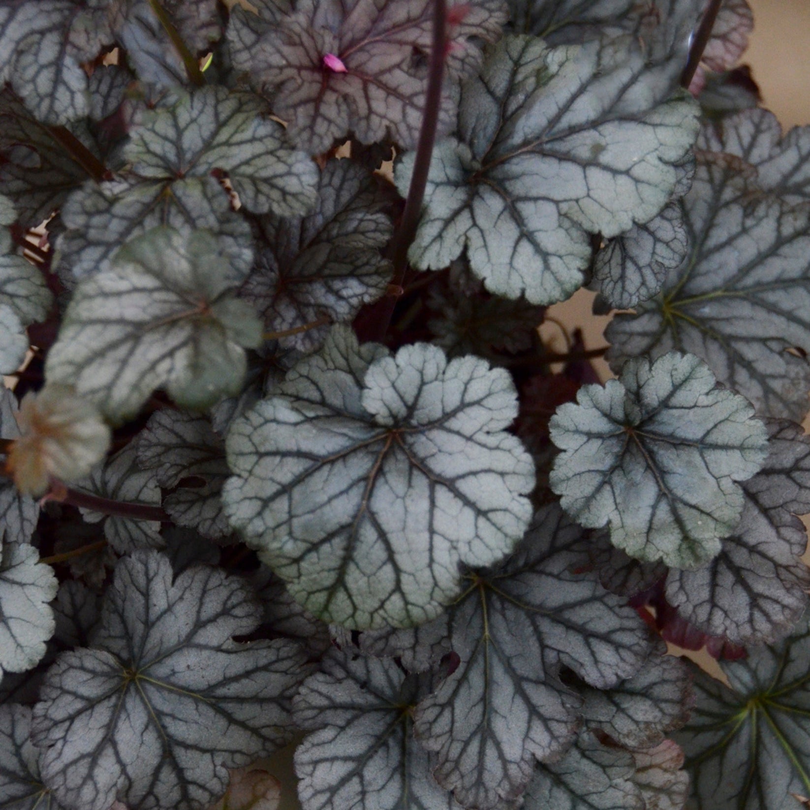 Heuchère 'Timeless Treasure' – Jardineries Botanix