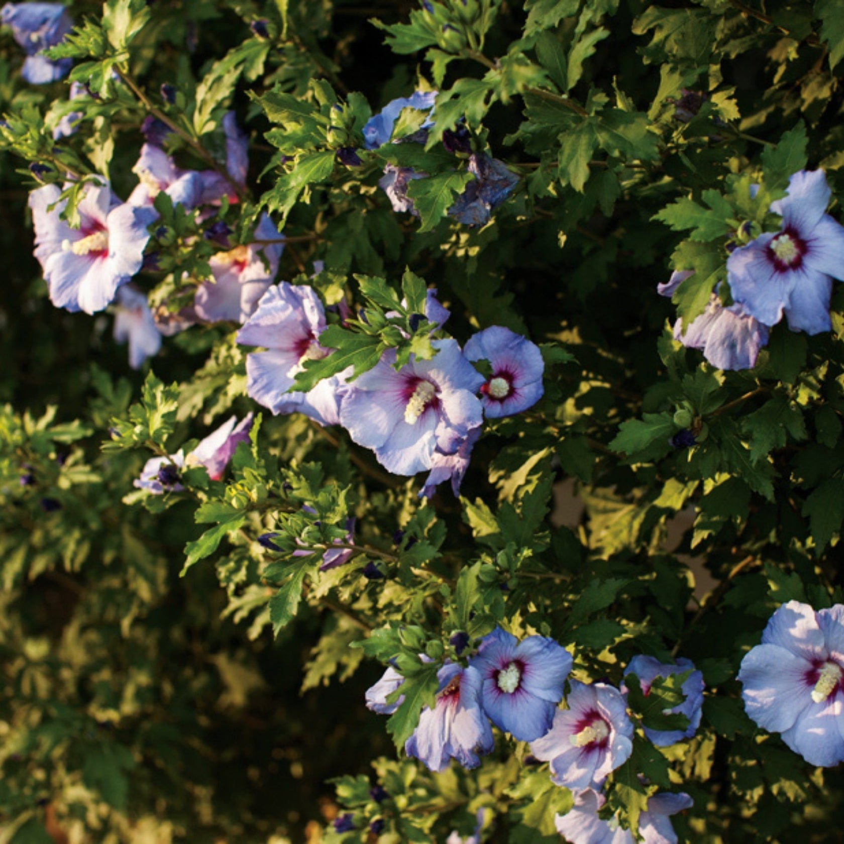 Hibiscus arbustif 'Blue Marlin' – Jardineries Botanix