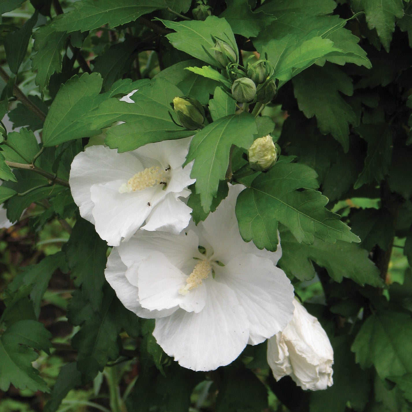 Diana' Rose of Sharon – Jardineries Botanix