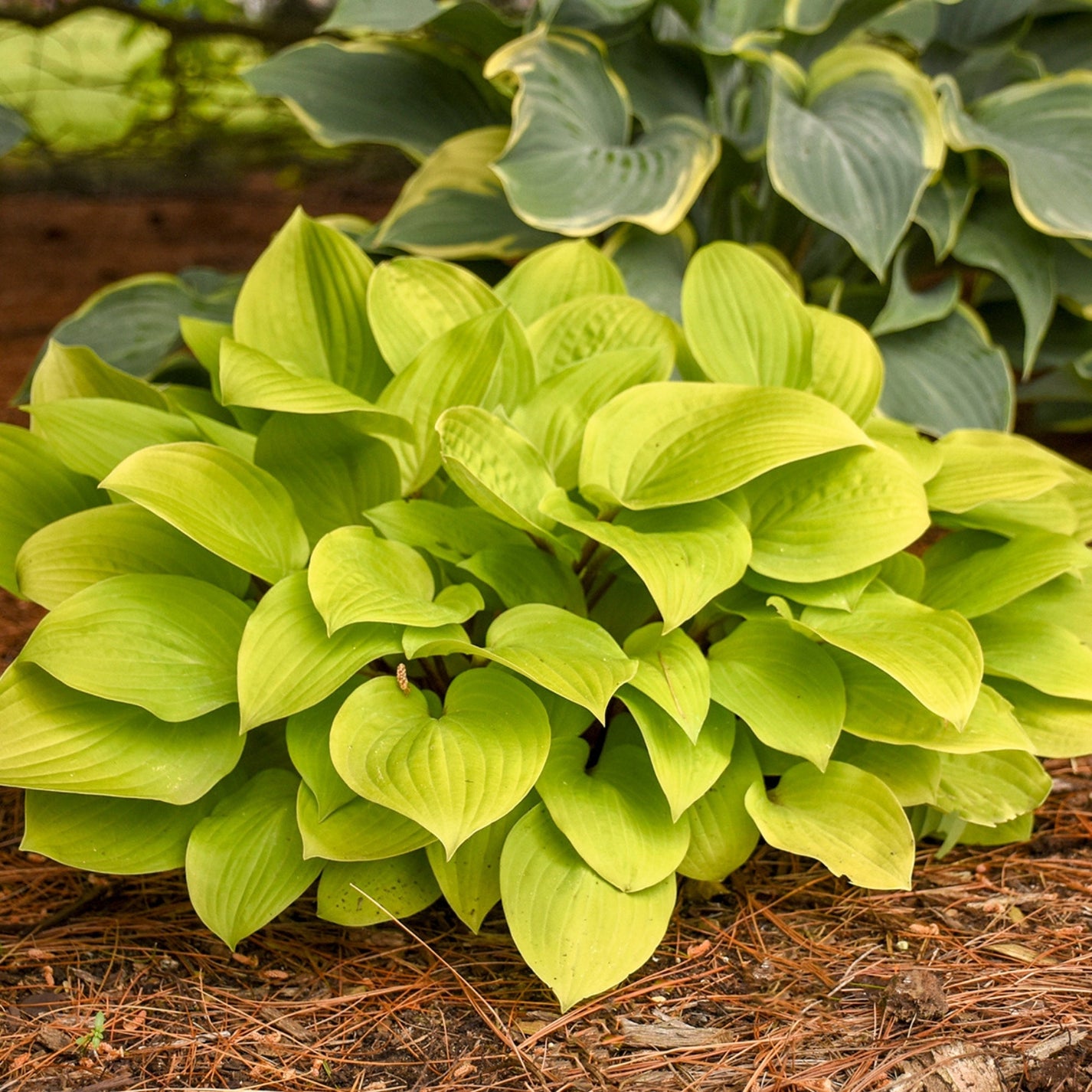 Hosta 'Fire Island' – Jardineries Botanix