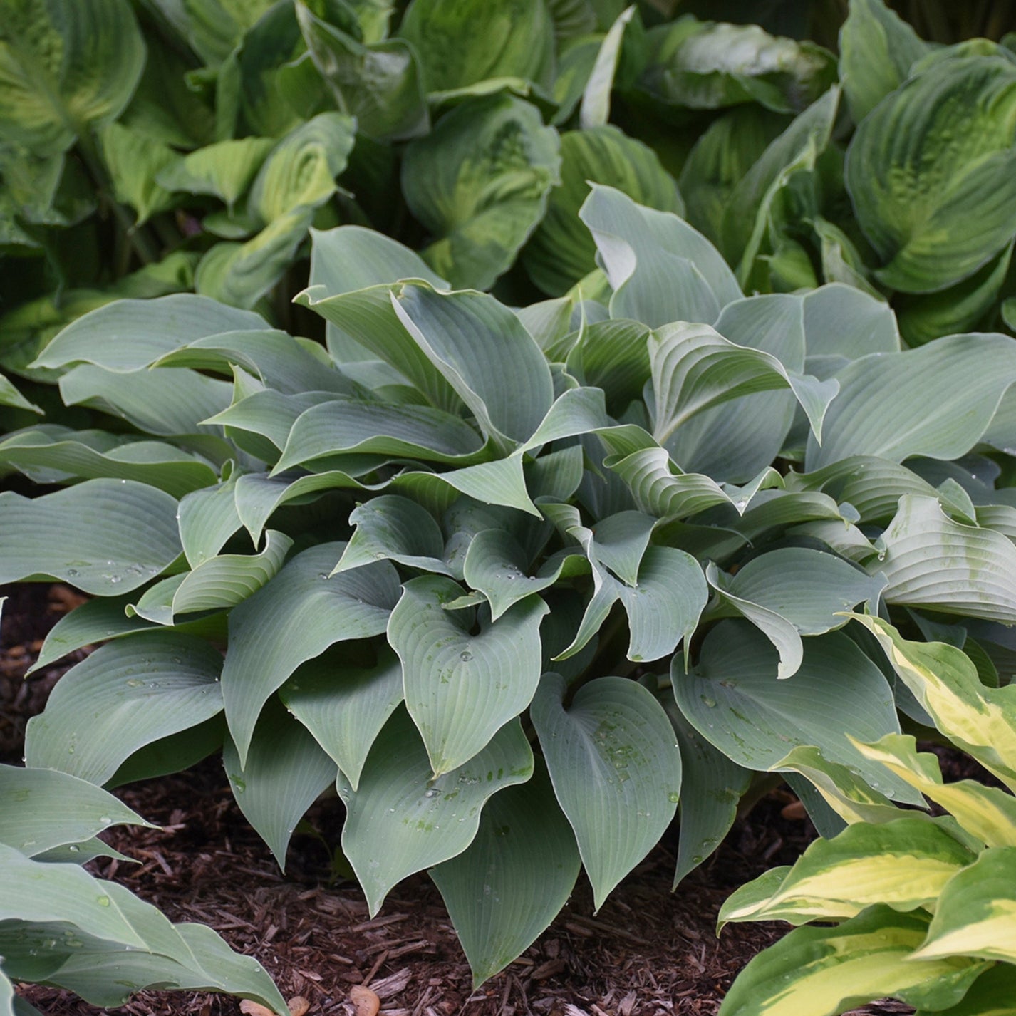 L'hosta bleu acier par excellence | Hosta 'Halcyon' | Botanix ...