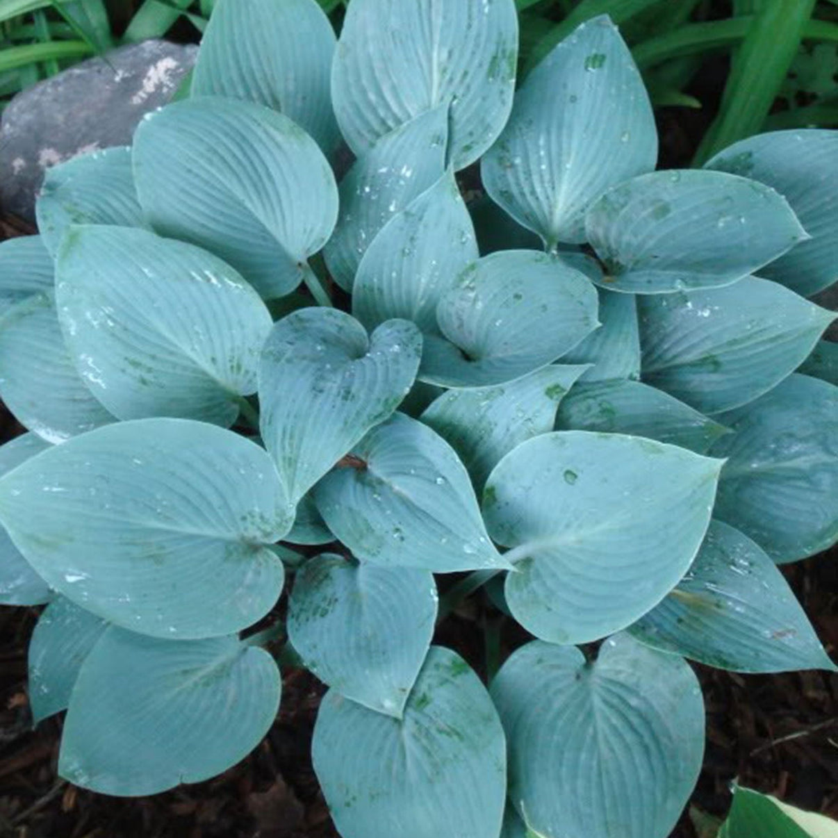 The Ultimate Steel Blue Plantain Lily | 'Halcyon' Hosta | Botanix ...