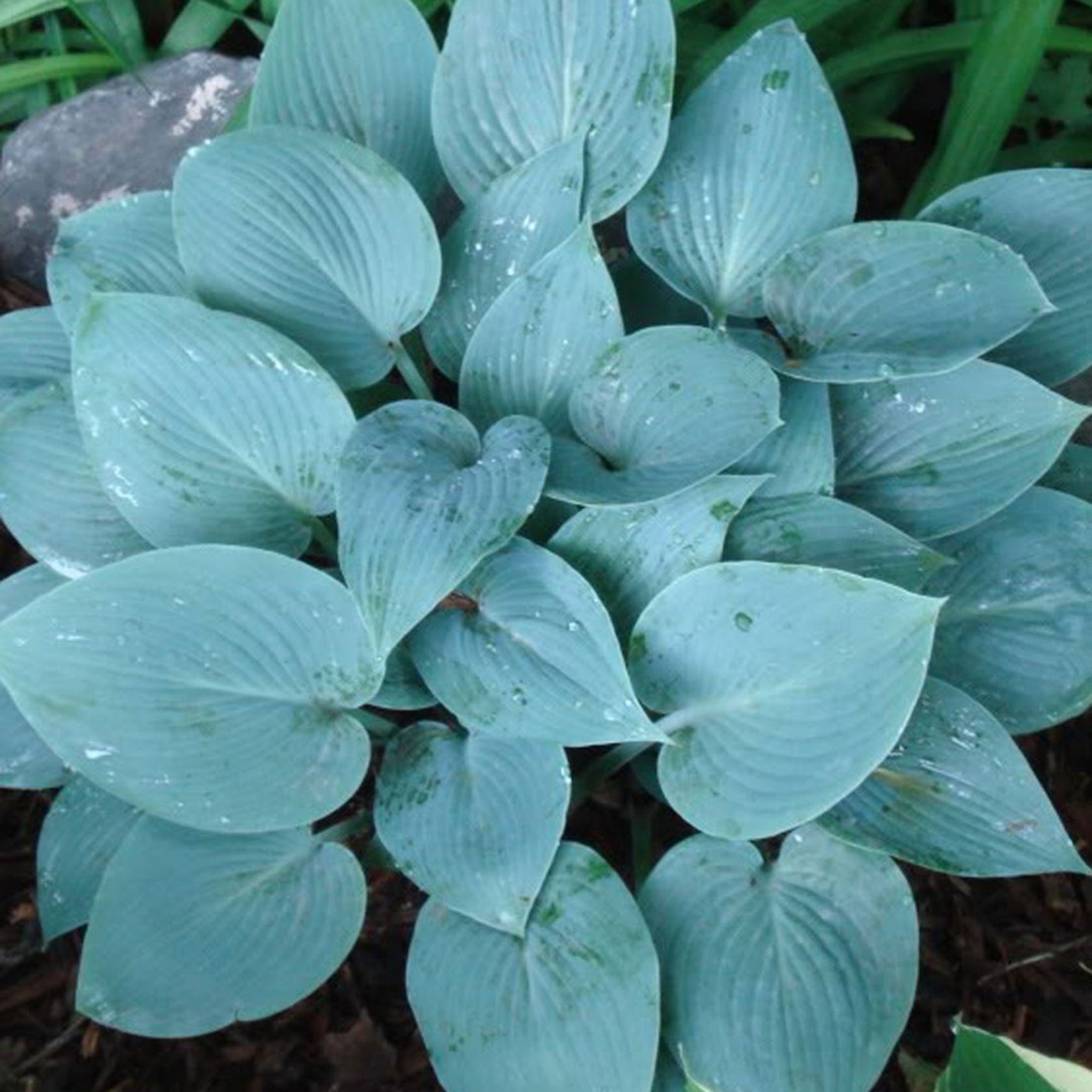 Halcyon' Plantain Lily – Jardineries Botanix