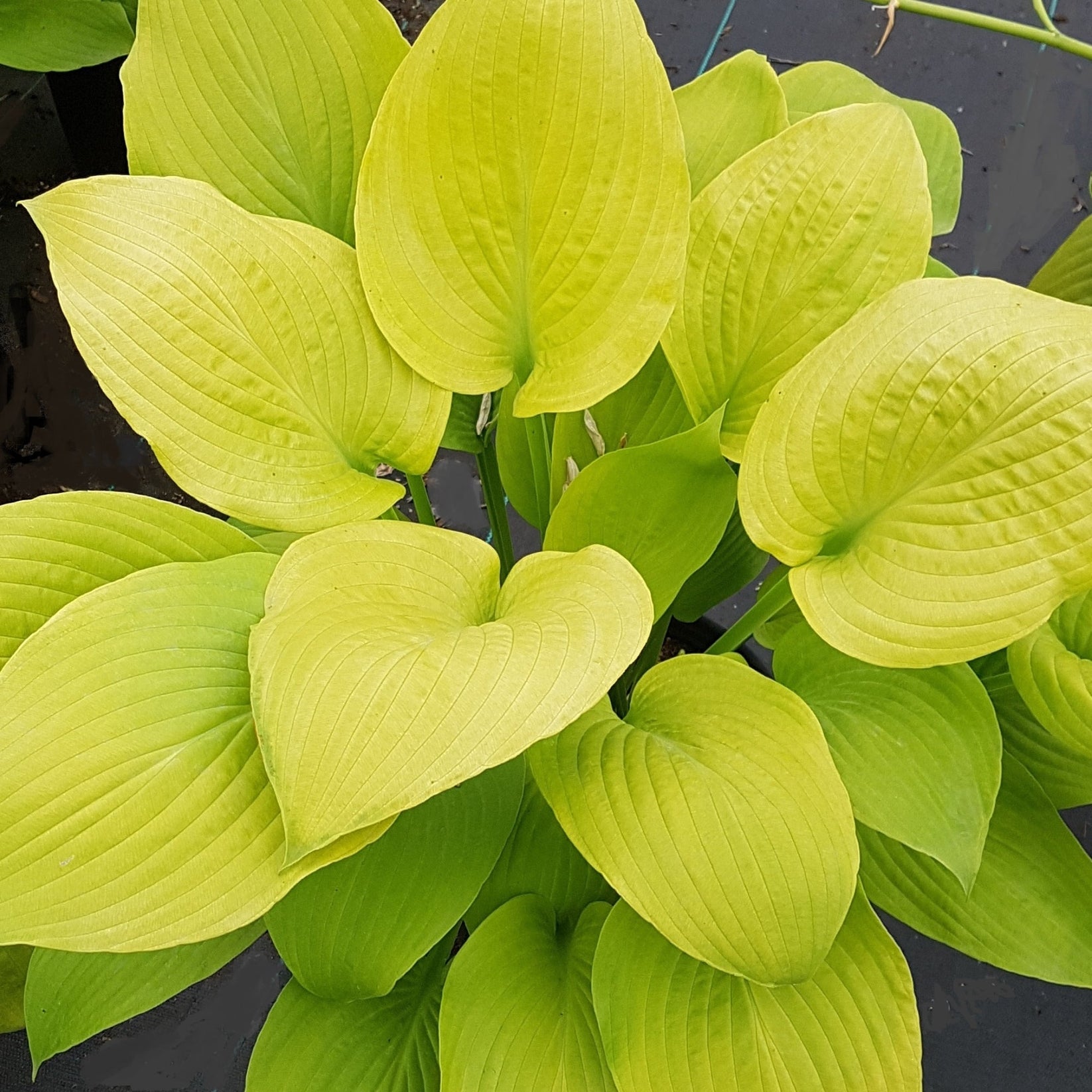 Osiris Ovation' Pantain Lily – Jardineries Botanix