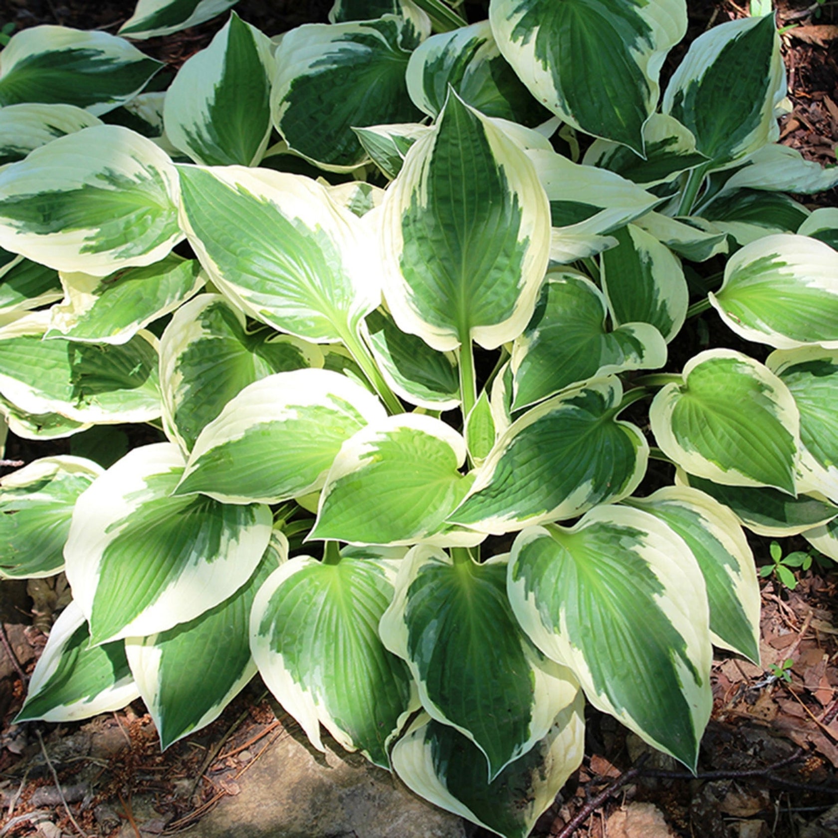Hosta 'Patriot' | Illuminez votre Jardin d'Ombre | Vivace Panachée ...