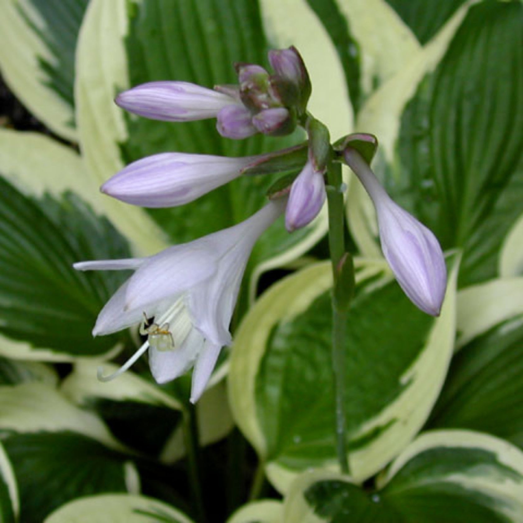Hosta 'Patriot' | Illuminez votre Jardin d'Ombre | Vivace Panachée ...