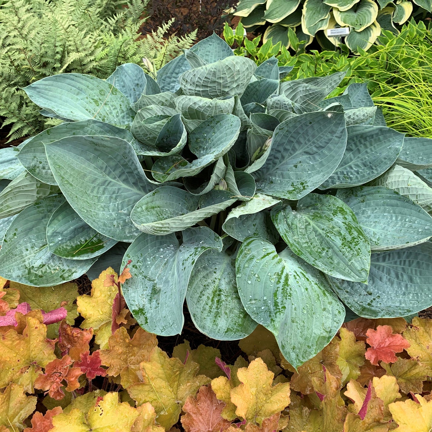 Hosta Shadowland® 'Above the Clouds' : Nuage Bleu Céleste pour l'Ombre ...