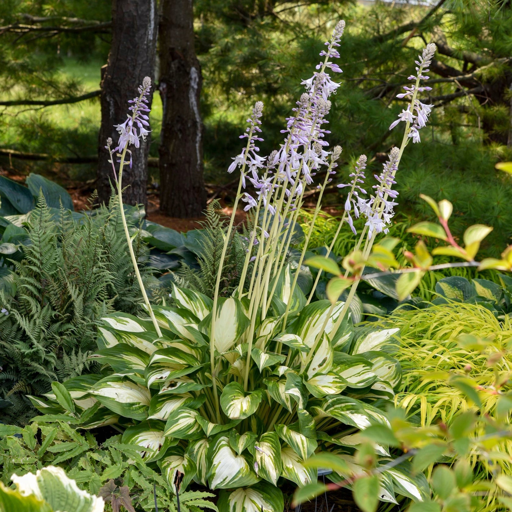 Hosta Shadowland® 'Miss America' – Variegated Foliage & Shade Garden ...