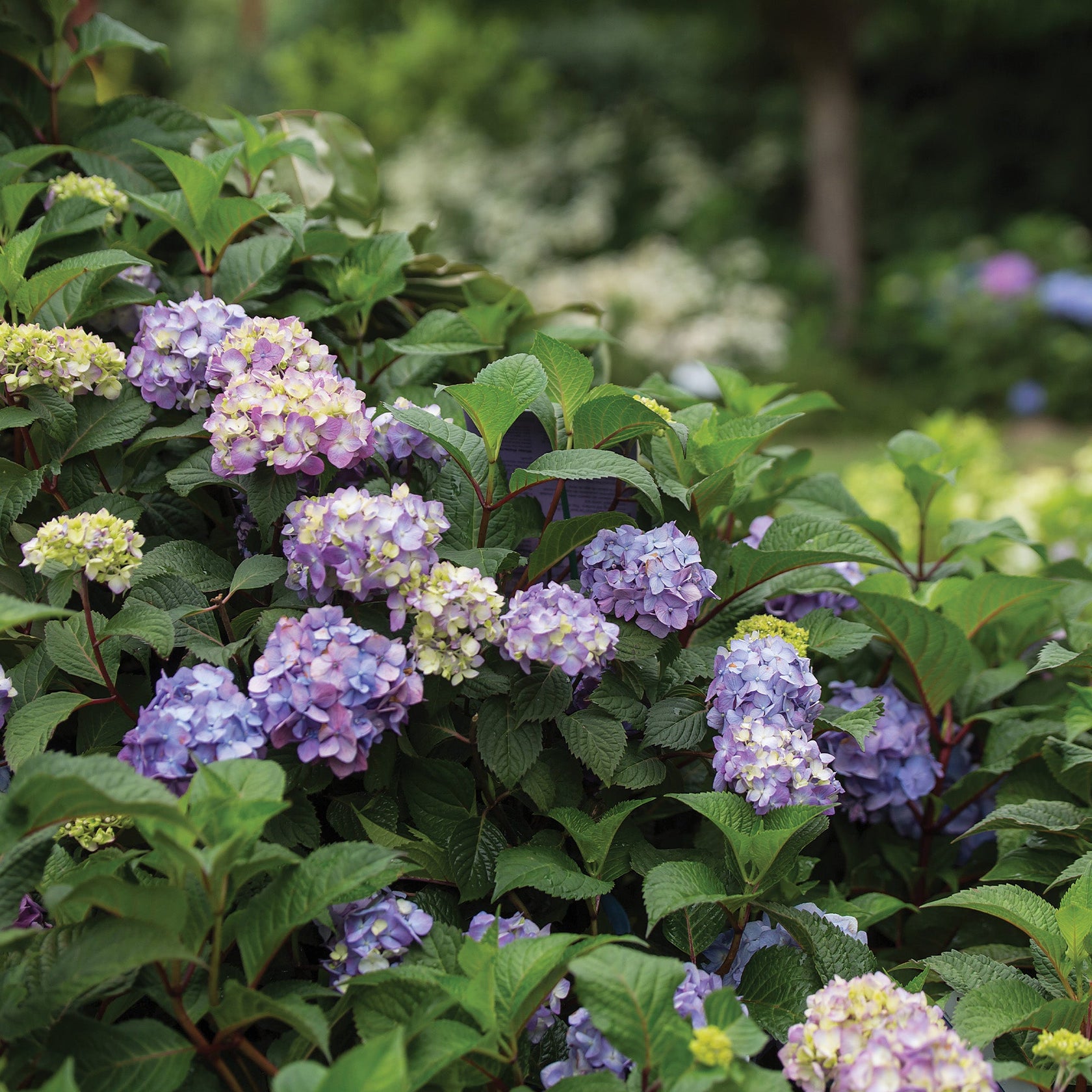 ENDLESS SUMMER® Bloomstruck Bigleaf Hydrangea – Jardineries Botanix
