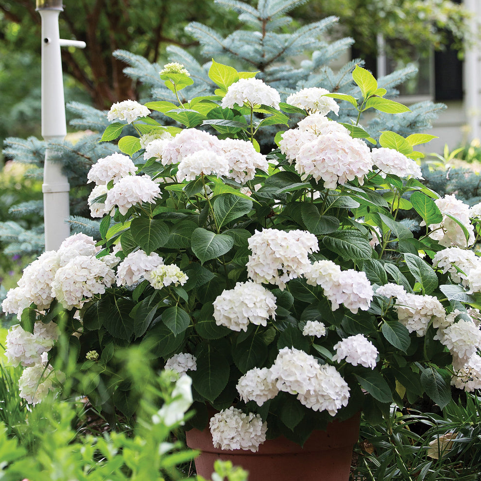 ENDLESS SUMMER® Blushing Bride Bigleaf Hydrangea – Jardineries Botanix