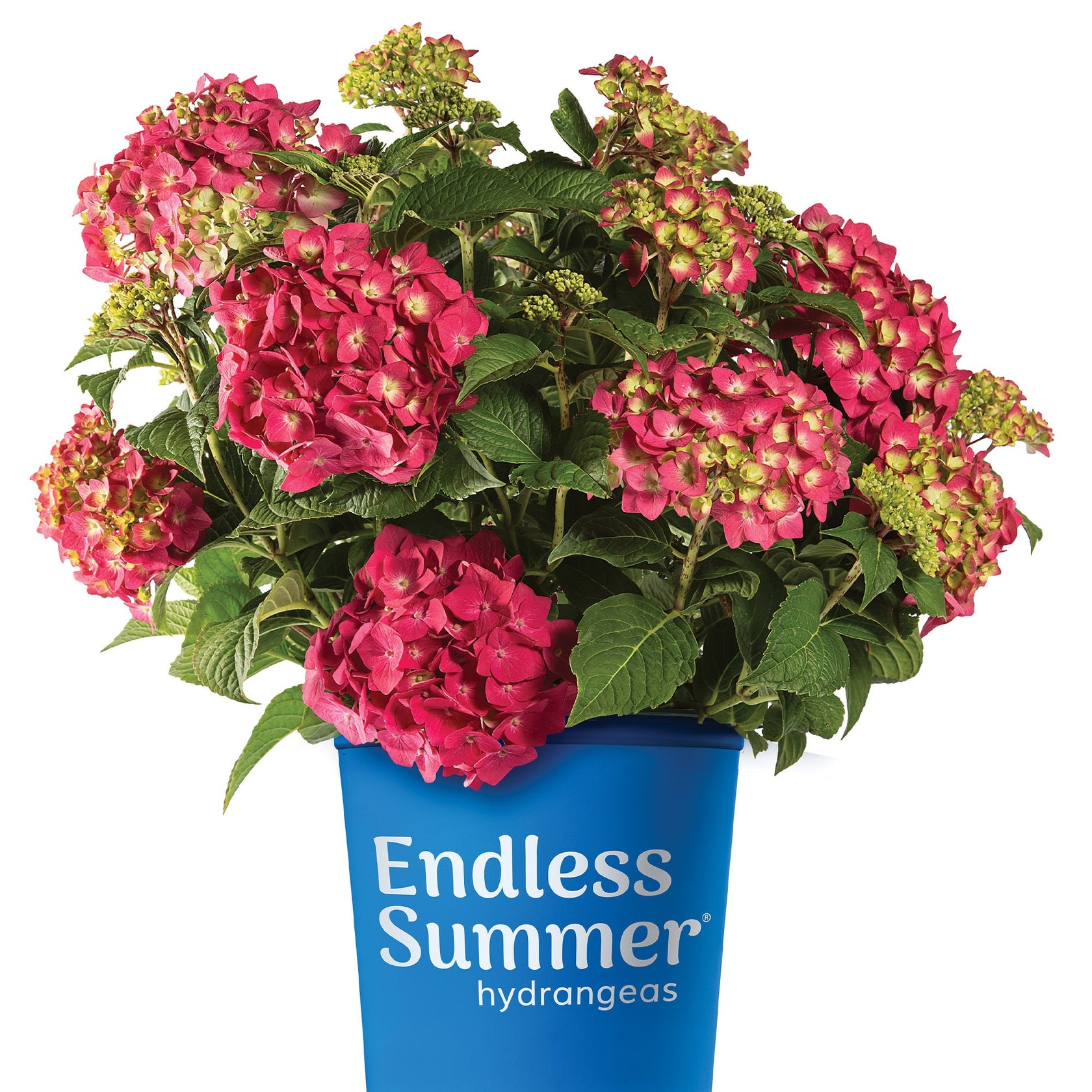 Hydrangea Endless Summer® Summer Crush® - Coloration Spectaculaire ...