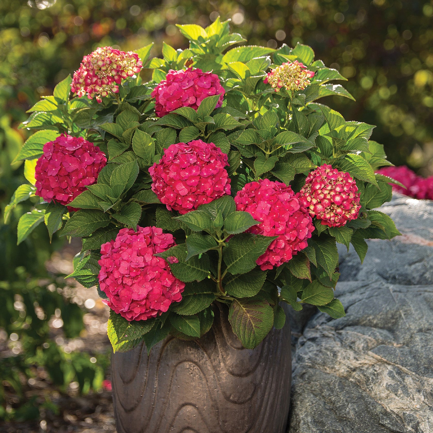 Hydrangea Endless Summer® Summer Crush® - Coloration Spectaculaire ...