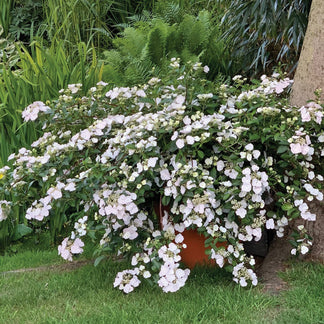 Cascading White Blooms | 'Fairytrail Bride' Hydrangea | Botanix ...